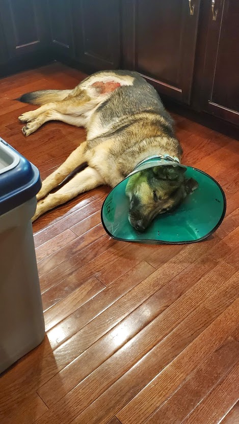 Atopic Dermatitis and Our German Shepherd Dog - Crystal Mencia Scheidt